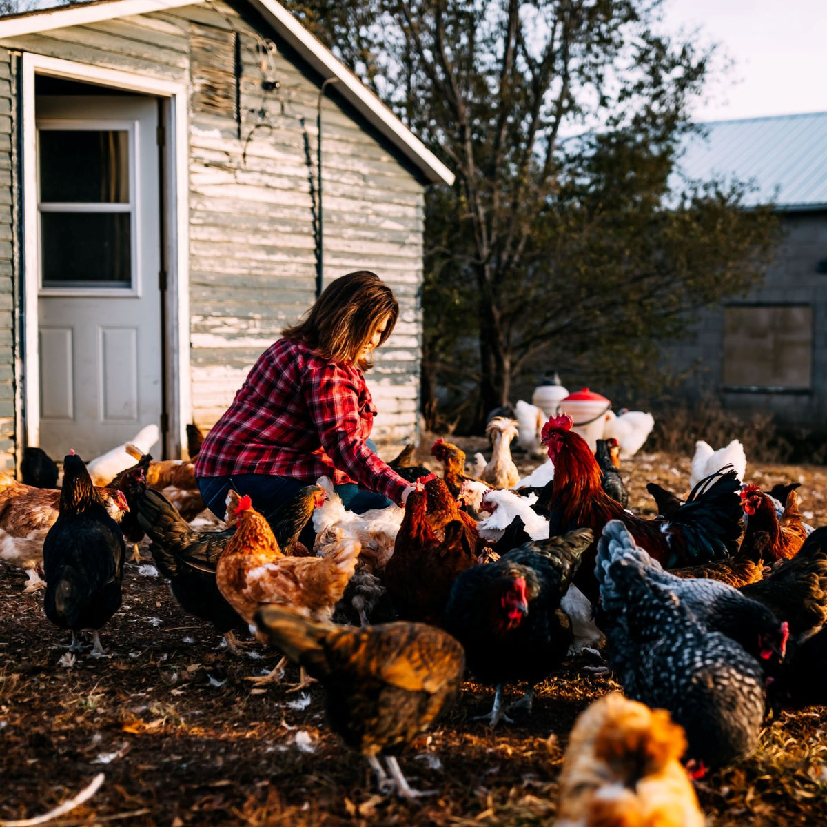 Things to know before you buy Chickens: – Little Red Farm