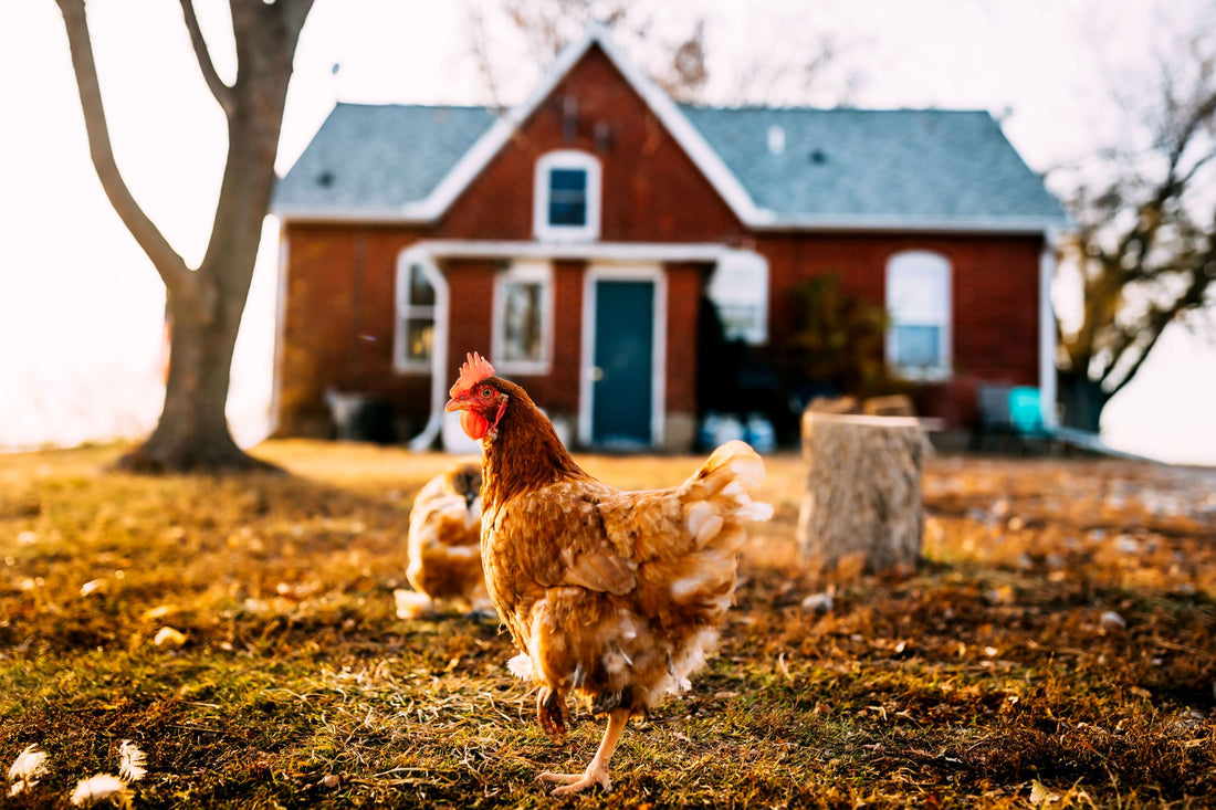 About Us – Little Red Farm