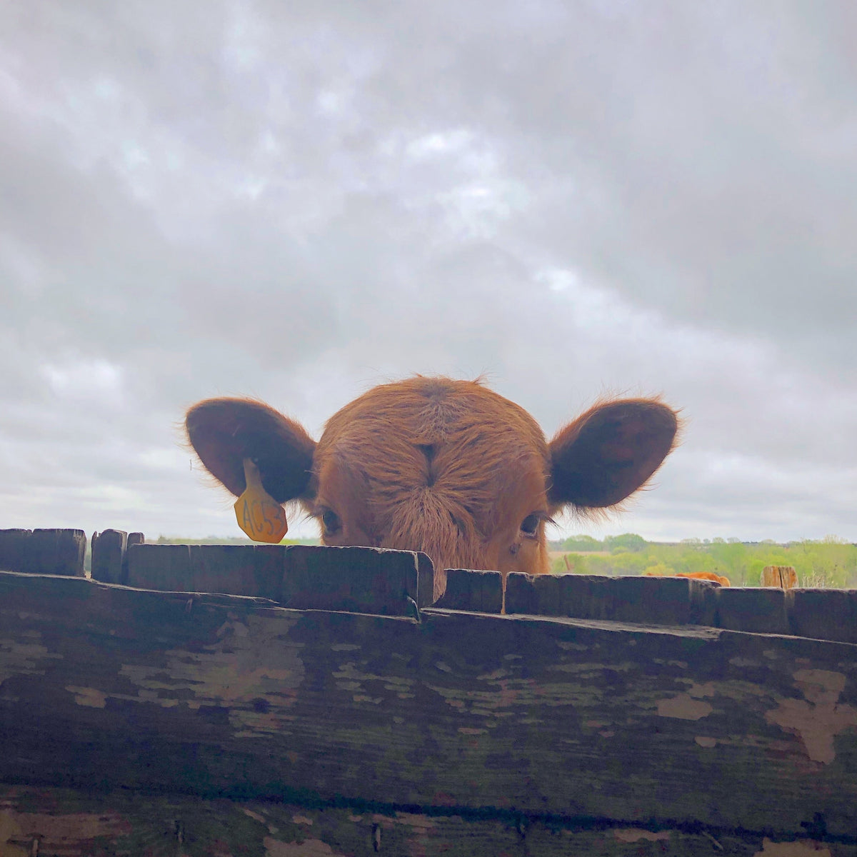 Custom 1/4 Beef Reservation – Little Red Farm